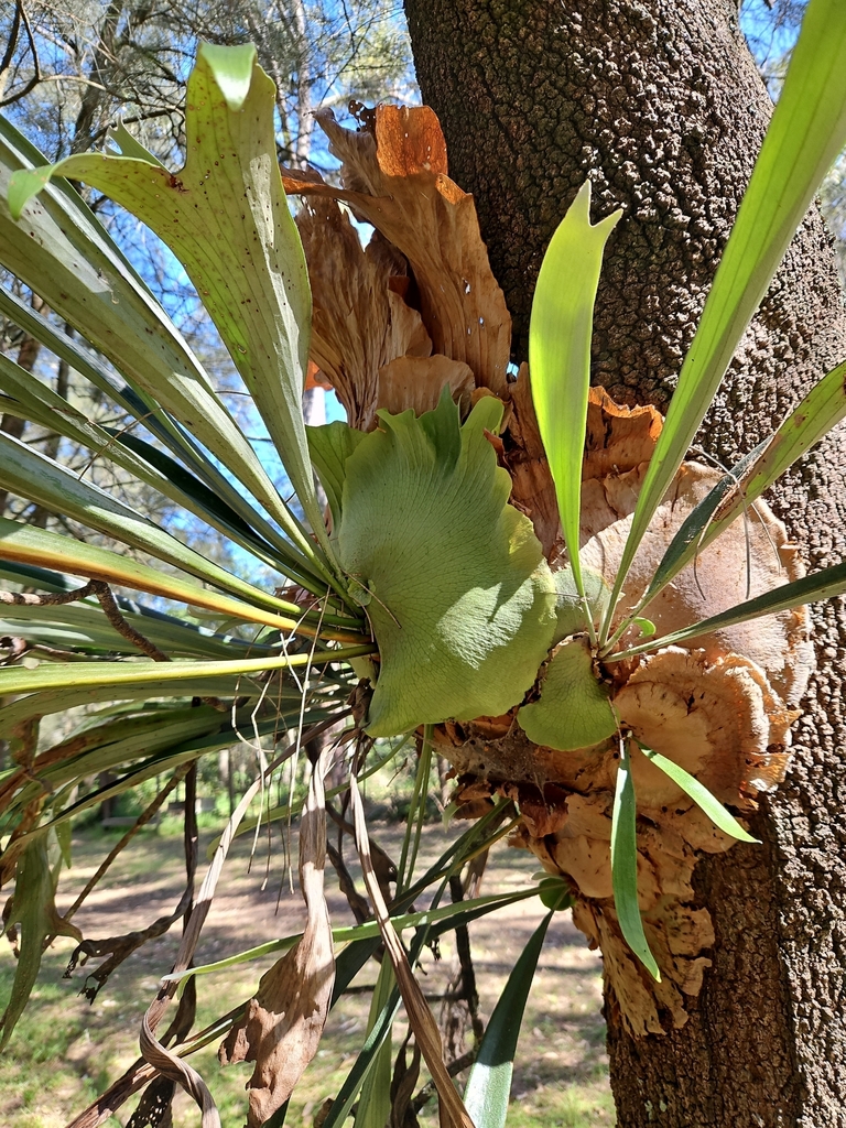 Elkhorn fern from Hornsby - North, AU-NS, AU on October 26, 2024 at 03: ...