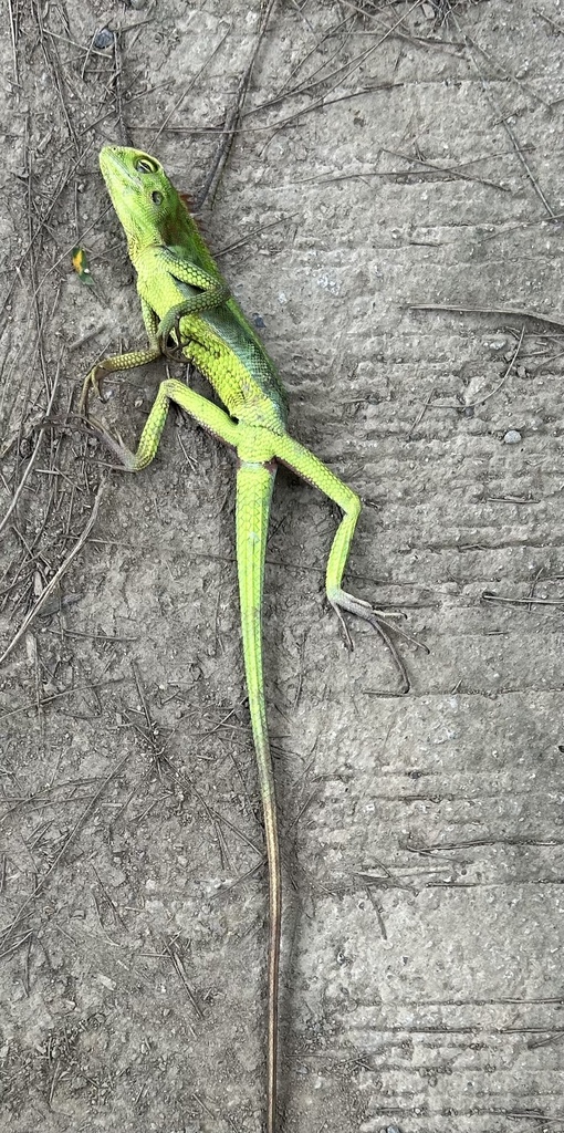 Marbled Crested Lizard from Luzon, Kasibu, Nueva Vizcaya, PH on October ...