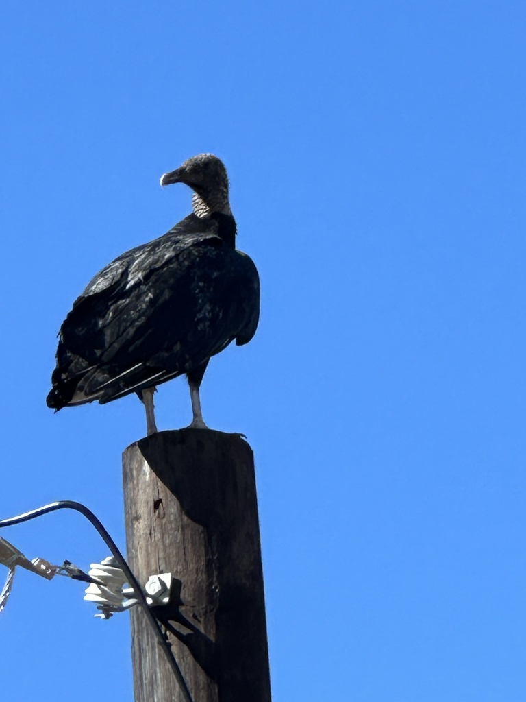 Black Vulture from Pleasanton, TX, US on December 27, 2023 at 11:50 AM ...