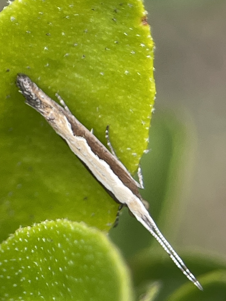 Diamondback Moth from Boundary Tk E, Frankston South, VIC, AU on ...