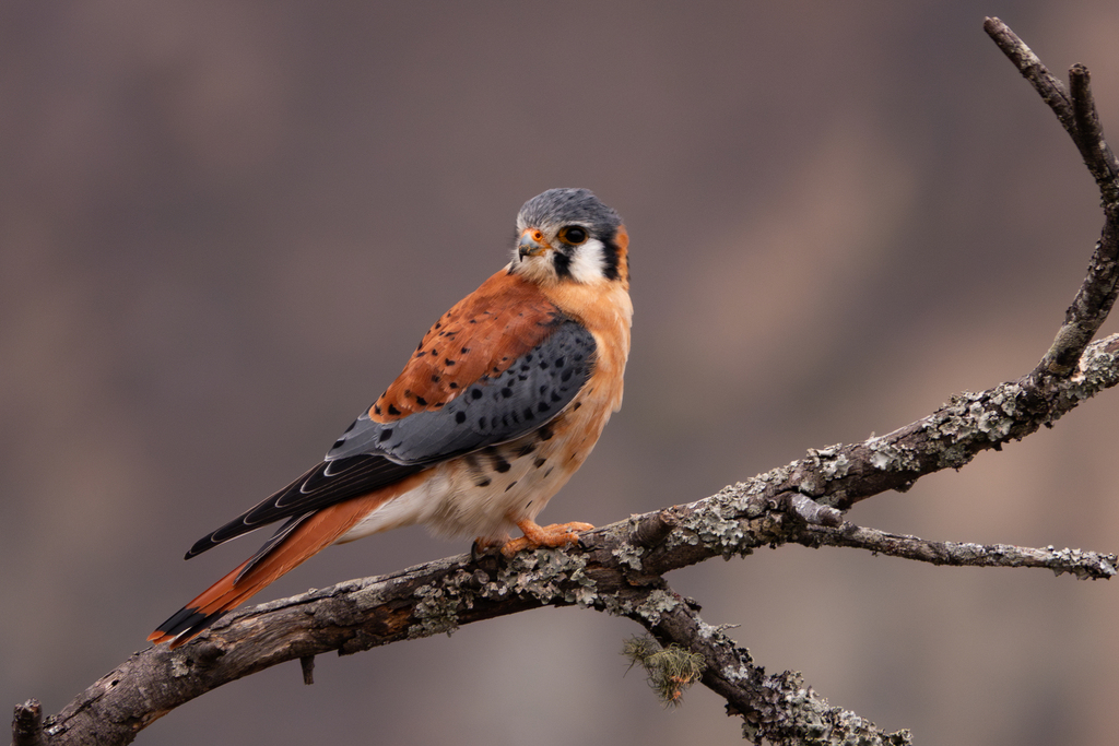 American Kestrel from Manu, Ecuador on October 5, 2024 at 12:35 PM by ...