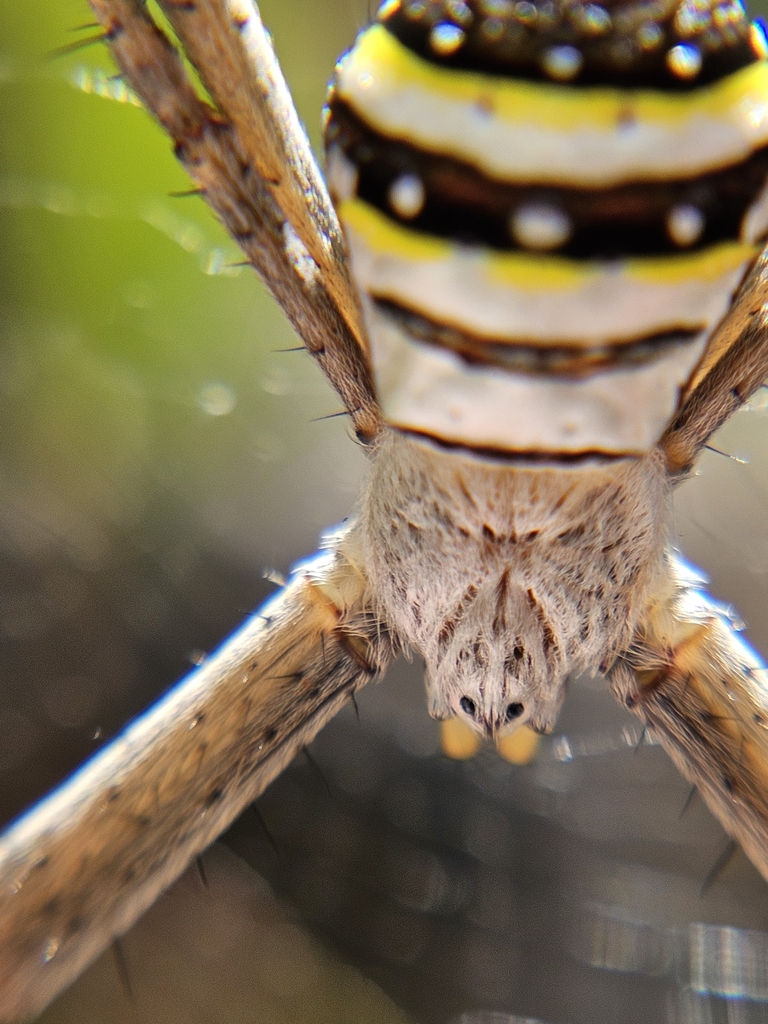 Saint Andrew's Cross Spider from Toohey Forest Park on October 31, 2024 ...
