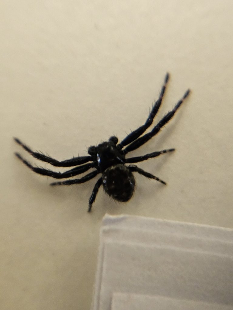 Crab Spiders from Nathan QLD 4111, Australia on October 31, 2024 at 10: ...