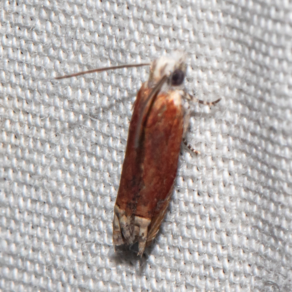 Reddish Ephestiodes Moth from Anne Arundel County, MD, USA on September ...