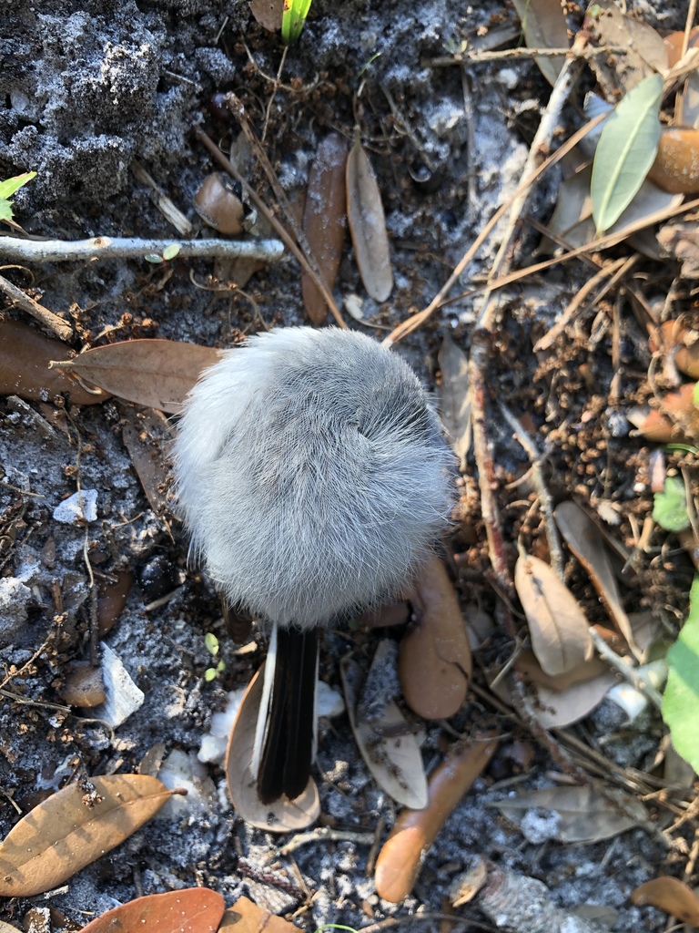 Blue-gray Gnatcatcher from Upper Tampa Bay Park, Tampa, FL, US on April ...