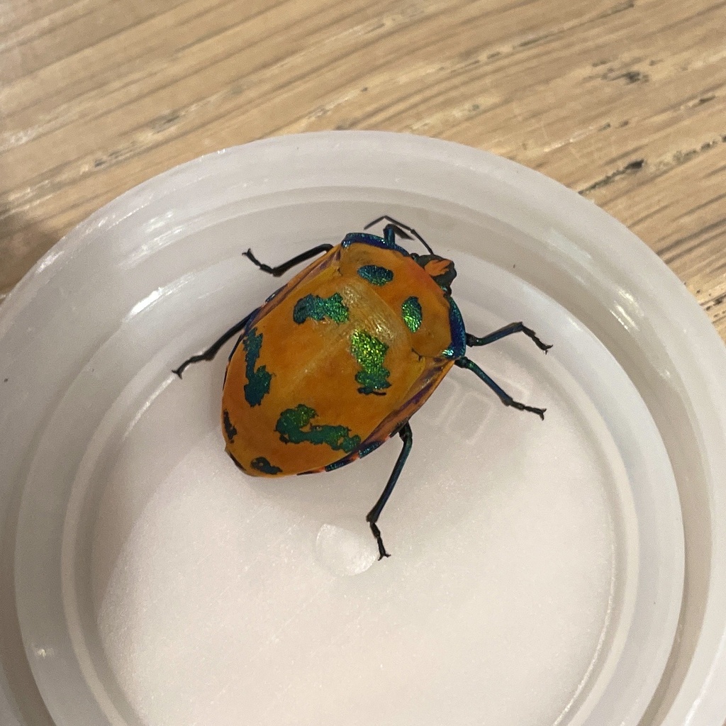 Hibiscus Harlequin Bug in October 2024 by Honoka Ota. Order: Hemiptera ...