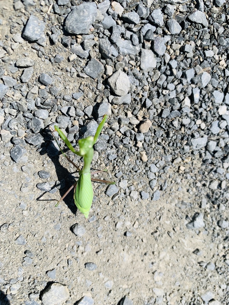 South African Mantis from Thekwini, Port St Johns, Eastern Cape, ZA on ...