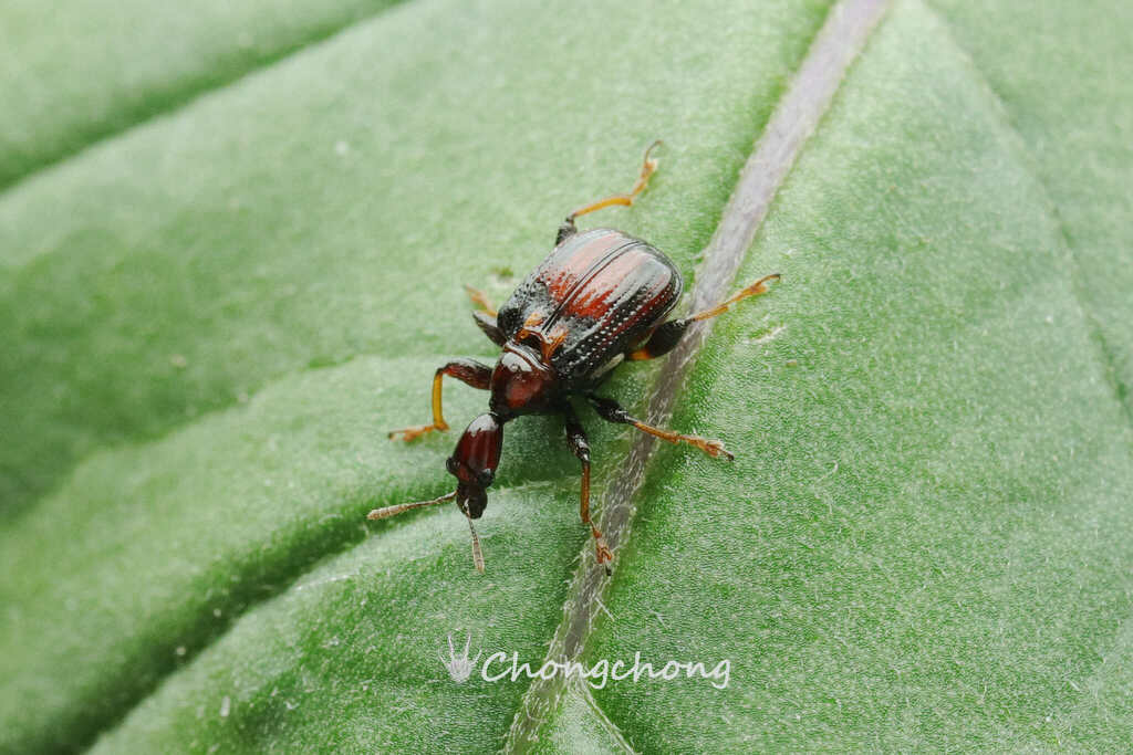 Leptapoderus nigroapicatus from 中国贵州省黔南布依族苗族自治州荔波县茂兰镇 邮政编码: 558404 on ...