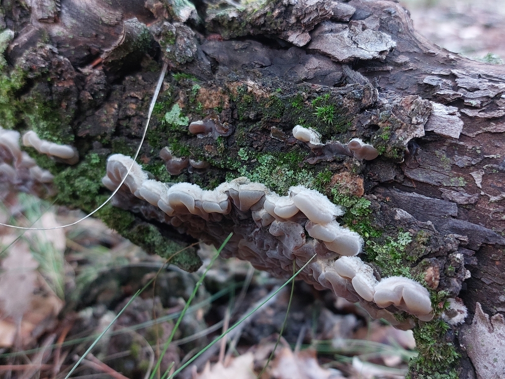Tripe Fungus in October 2024 by Quercus morisii · iNaturalist