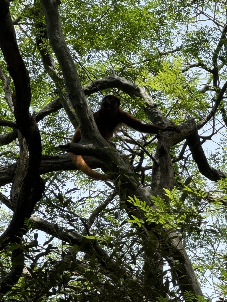 Colombian Red Howler Monkey from Cabecera Municipal de Albania, Maicao ...