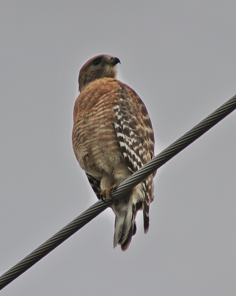 Red-shouldered Hawk from Progreso, Texas, United States on January 14 ...