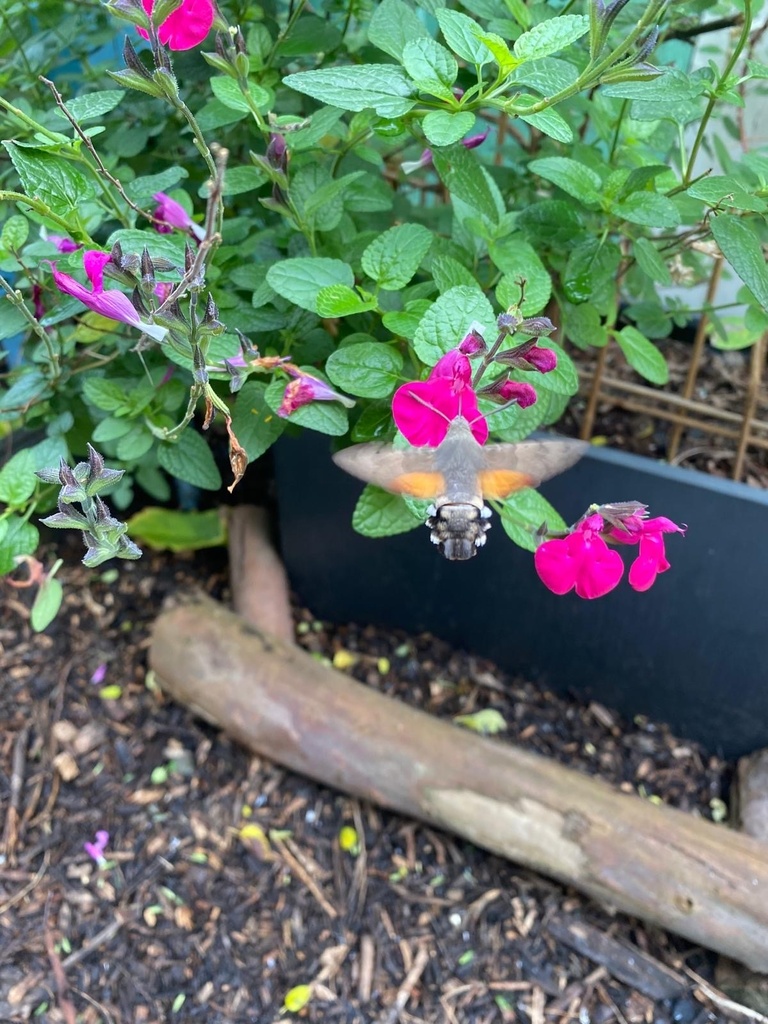Eurasian Hummingbird Hawkmoth from Overbury Road, London, England, GB ...