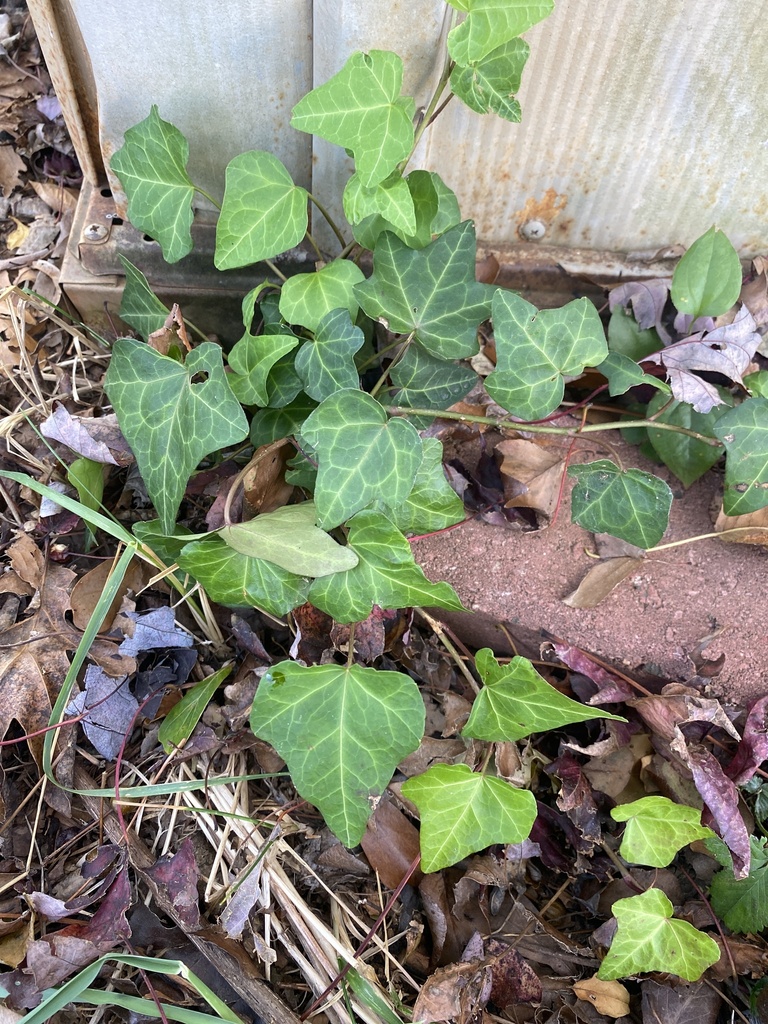 common ivy from Foxborough Rd, Spartanburg, SC, US on October 31, 2024 ...