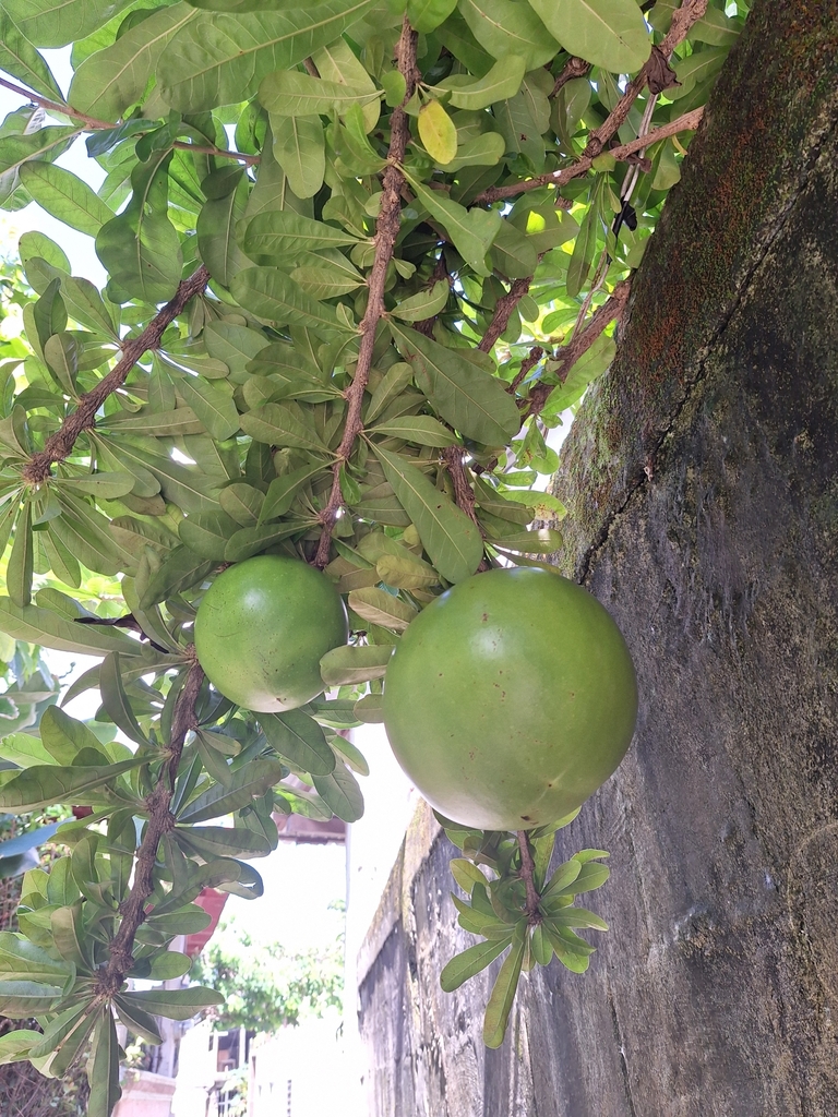 Calabash Tree from Los Cafetales, 29520 Pichucalco, Chis., México on ...