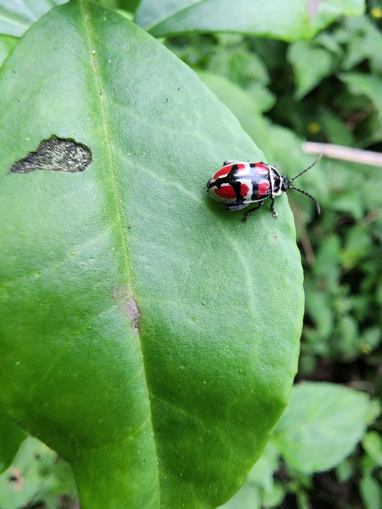 Alagoasa scissa from Rio Pinheiro, Mariópolis - PR, 85525-000, Brasil ...