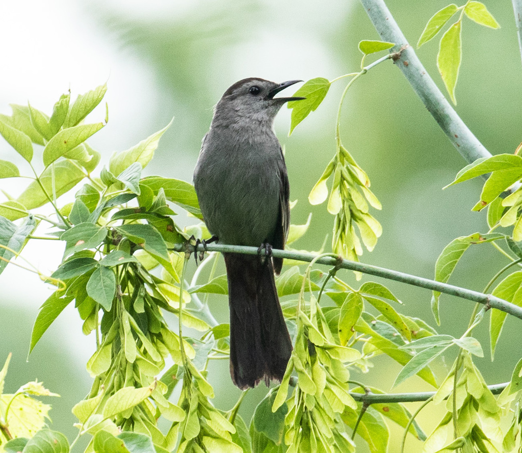 Gray Catbird from Portage, MI, USA on July 03, 2024 at 08:03 AM by Kent ...