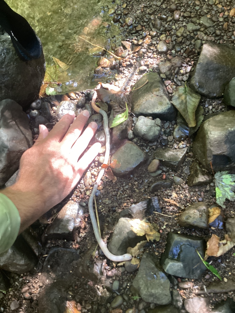 Oregon Giant Earthworm in September 2024 by Benjamin Shetterly ...
