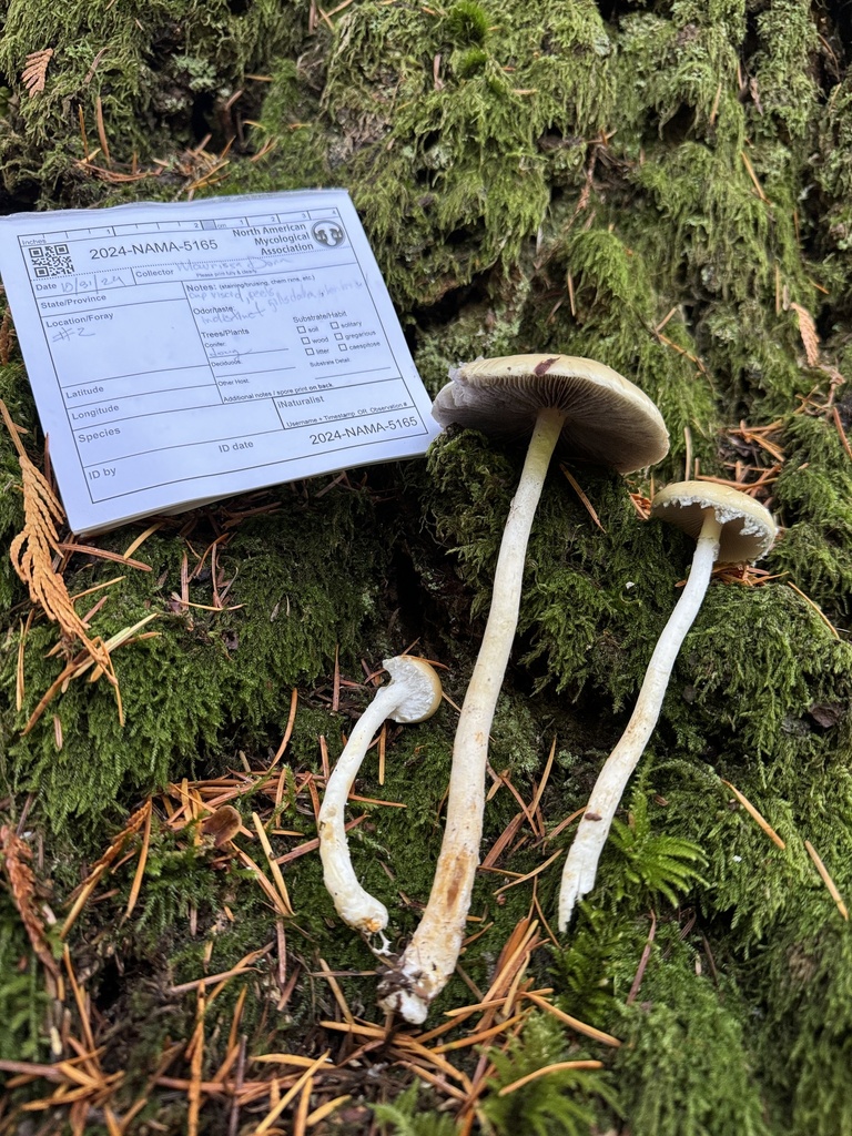 Questionable Stropharia from Cispus Rd, Randle, WA, US on October 31 ...