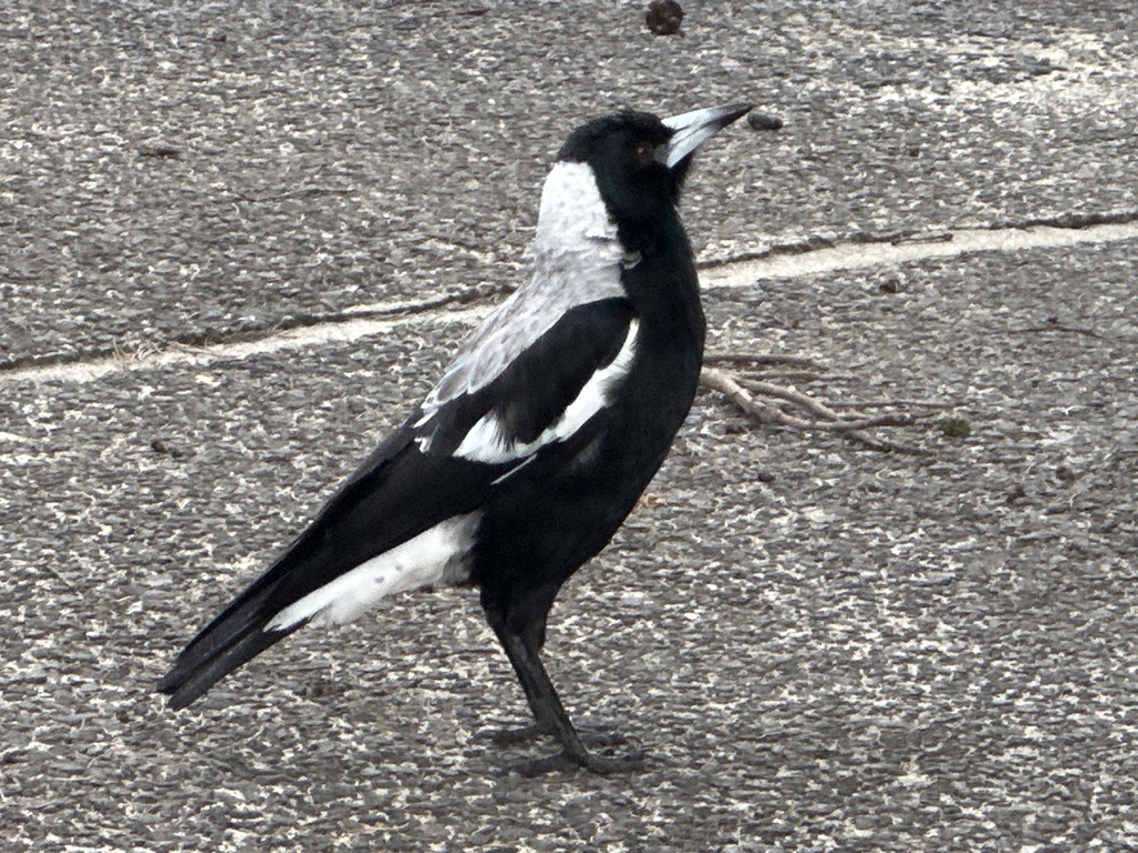 Australian Magpie from Auckland, NZ on October 30, 2024 at 09:16 AM by ...