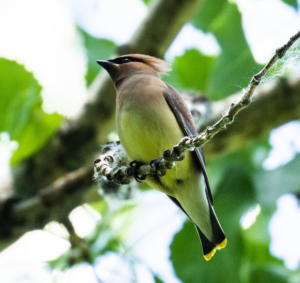 Cedar Waxwing from Portage, MI, USA on May 7, 2024 at 02:37 PM by Kent ...