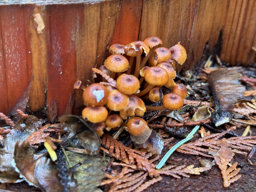 Xeromphalina enigmatica from Cispus Job Corps Consrv Center, Randle, WA ...