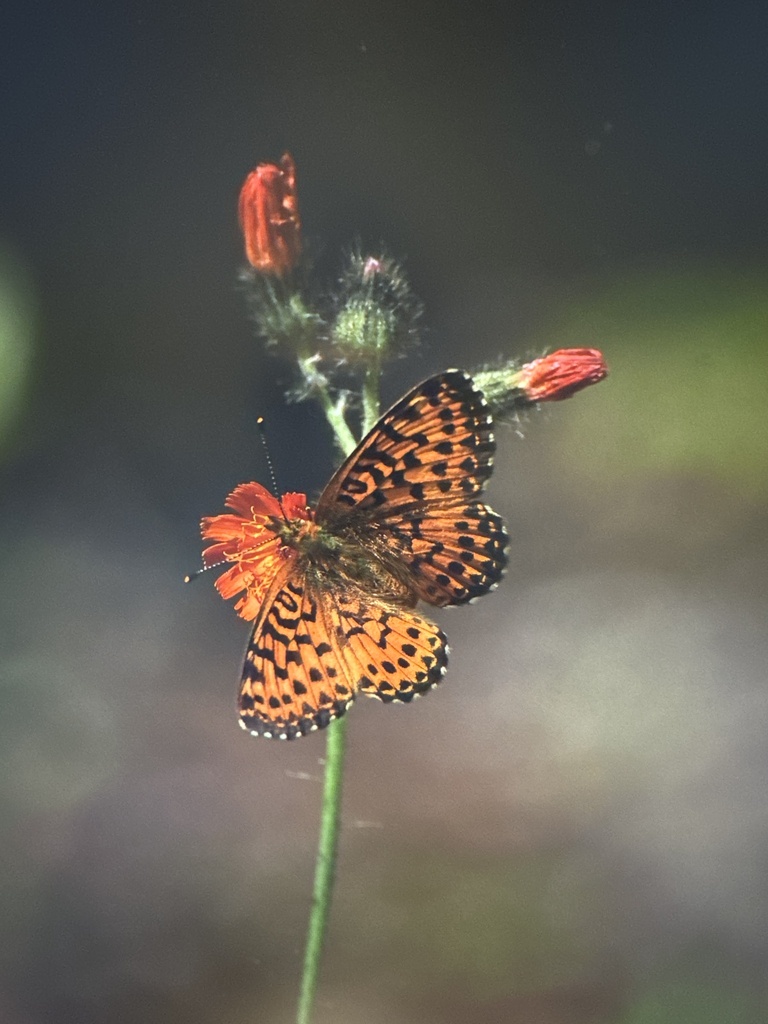 Arctic Fritillary from Parc National des Grands-Jardins, Lac-Pikauba ...