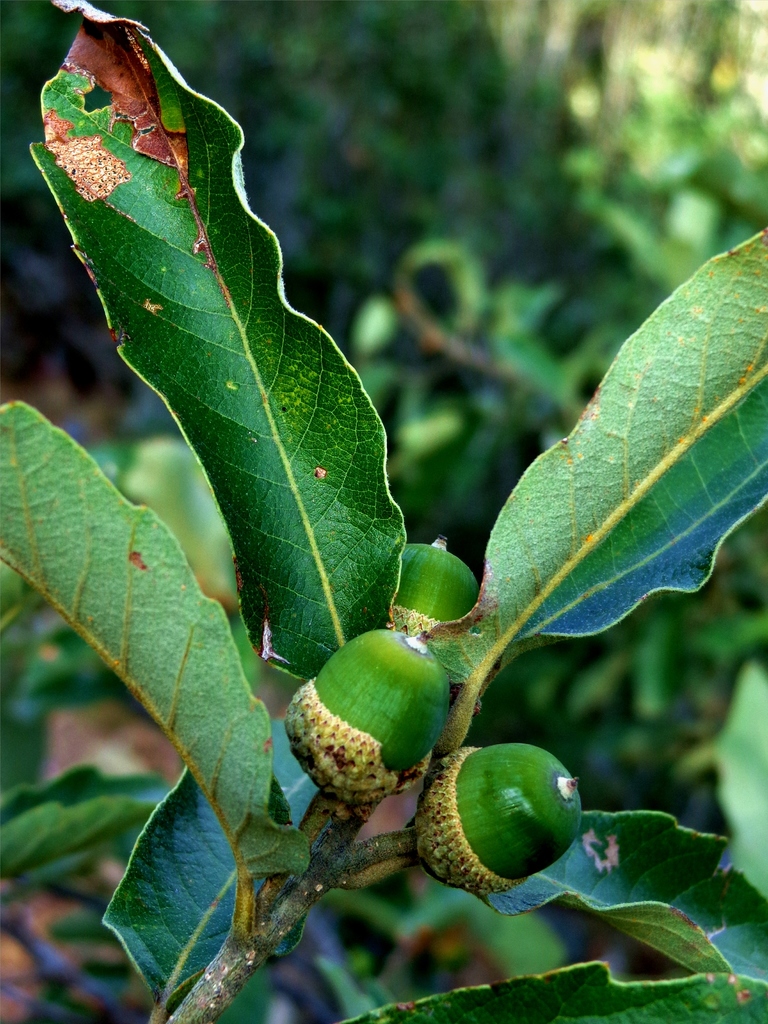Quercus deserticola from Jaumave, Tamps., México on July 30, 2014 at 04 ...