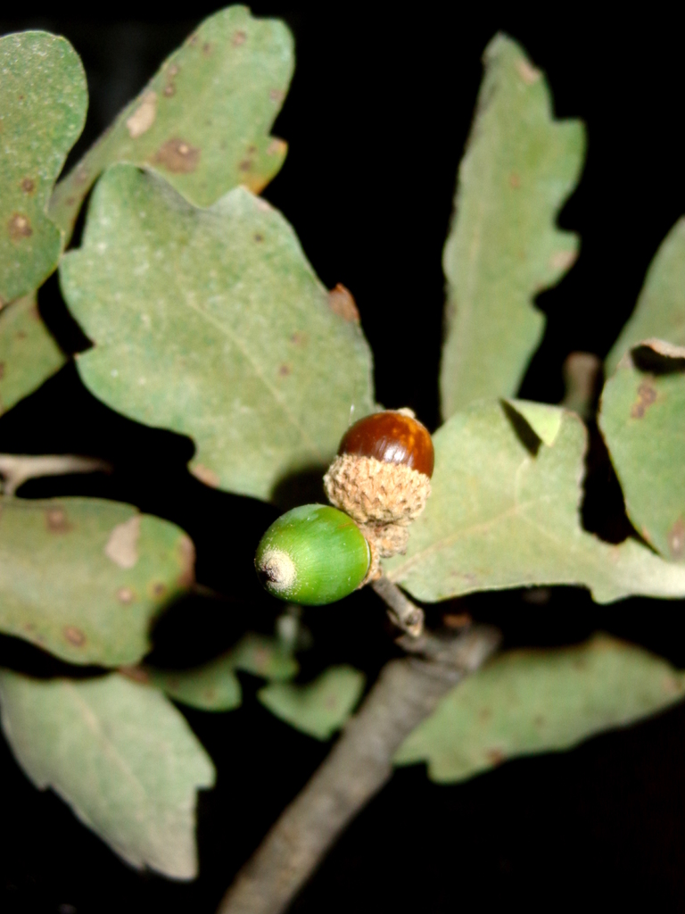 Arizona white oak from Jaumave, Tamps., México on October 10, 2017 at ...