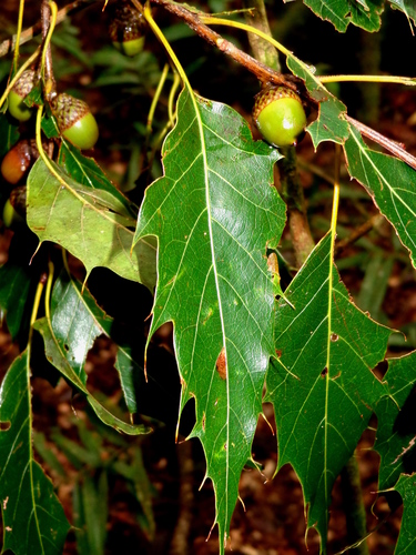 Encino (Quercus xalapensis)