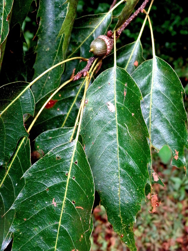Encino (Quercus paxtalensis)