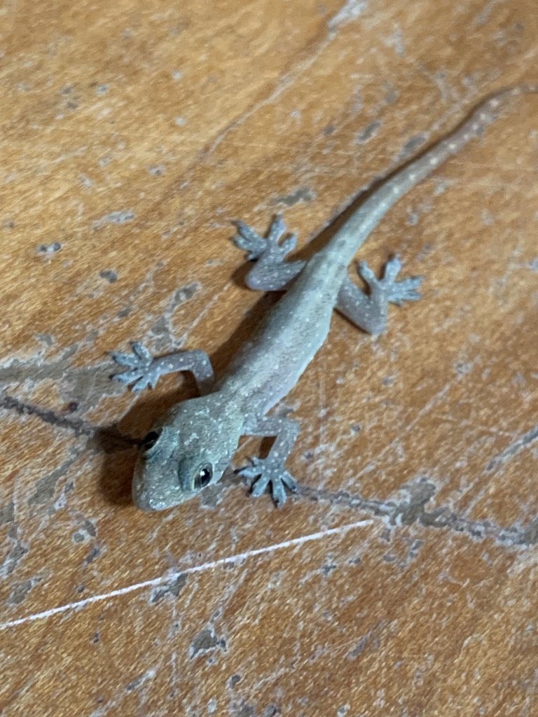 Indo-Pacific House Gecko from Orr St, Bondi, NSW, AU on November 1 ...