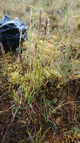 Siberian False Oats (Subspecies Trisetum sibiricum litorale) · iNaturalist