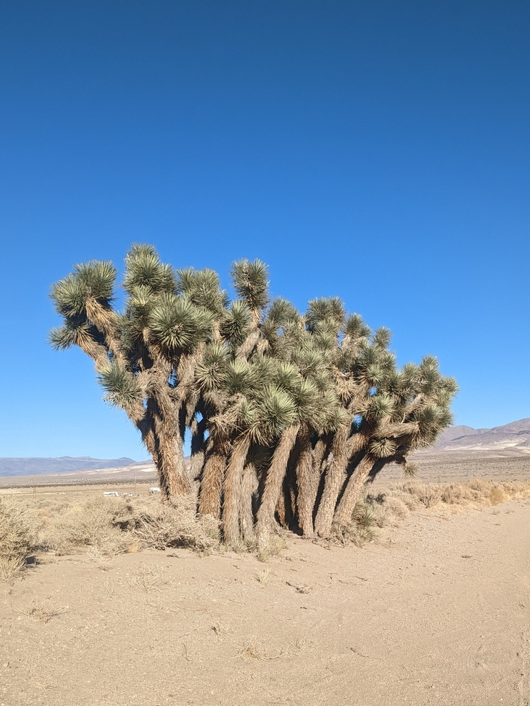 Joshua Tree from Olancha, CA 93549, USA on October 25, 2024 at 04:22 PM ...