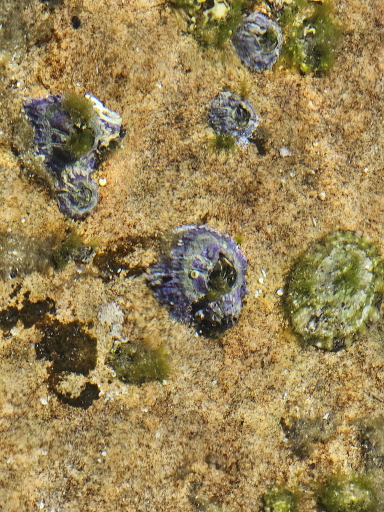 Austrobalanus imperator from Malabar NSW 2036, Australia on November 1 ...