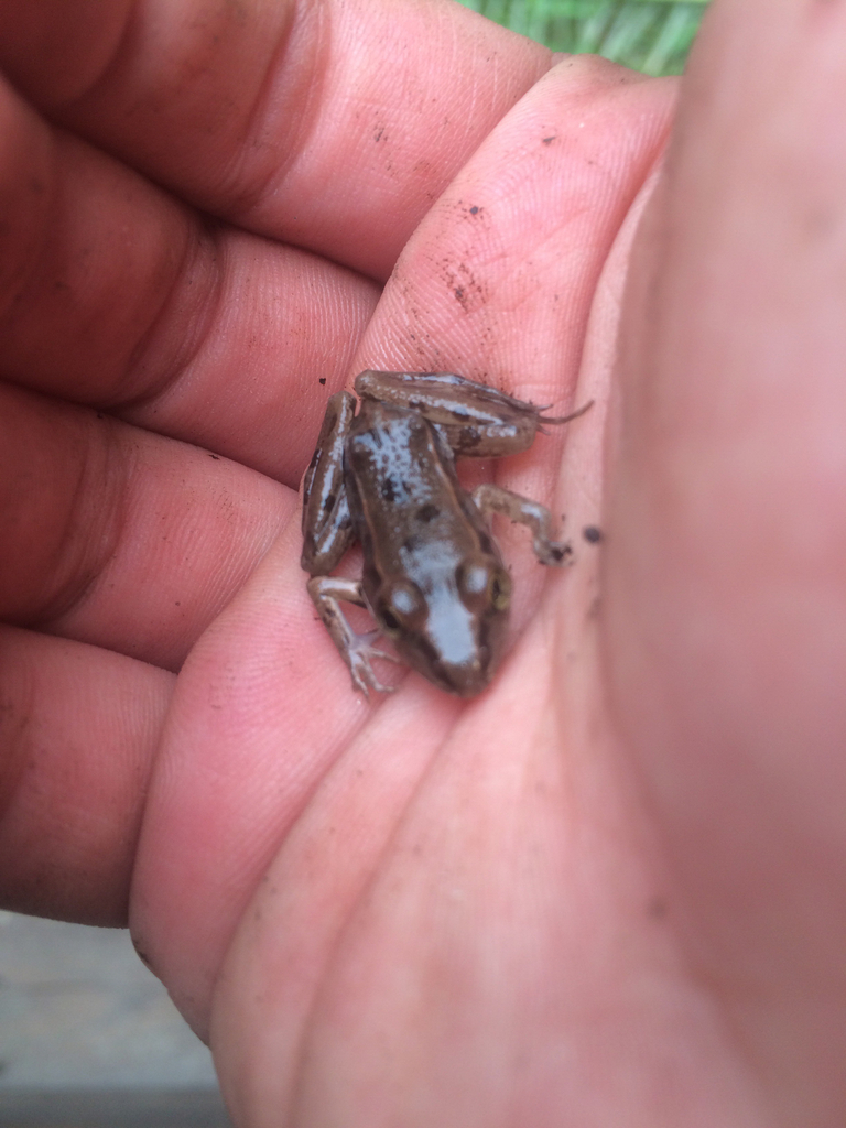 Southern Leopard Frog from 304 Cole Canyon Ct, Cary, NC, US on August 7 ...