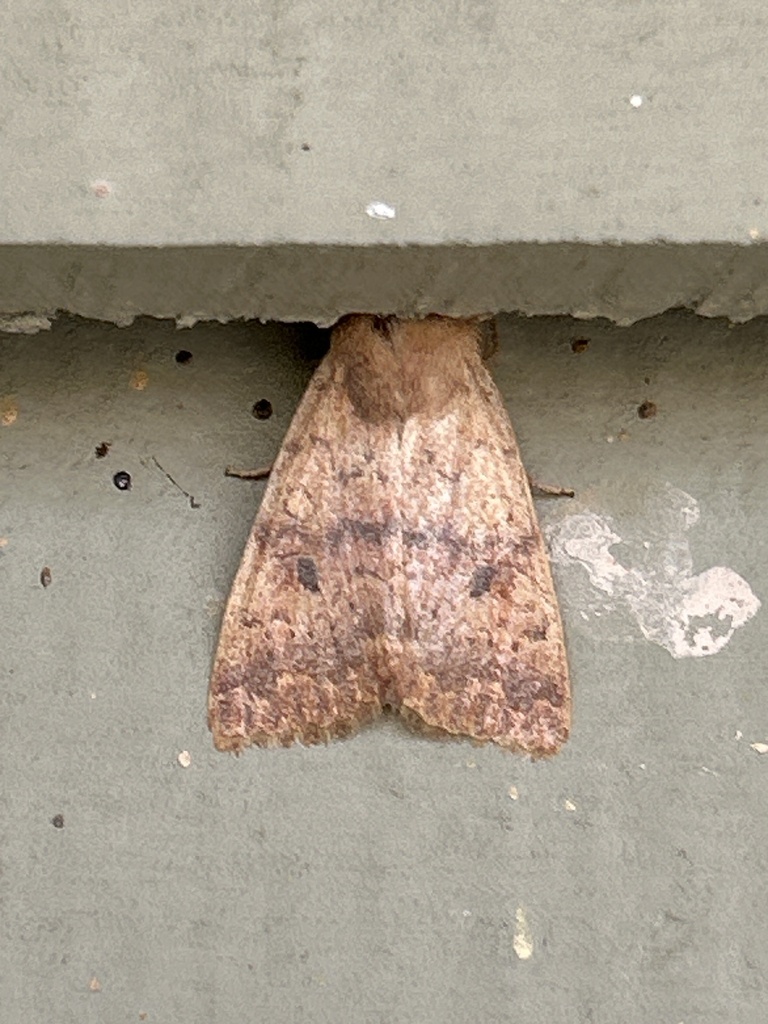 Bicolored Sallow from Alpha Ridge Park, Marriottsville, MD, US on ...
