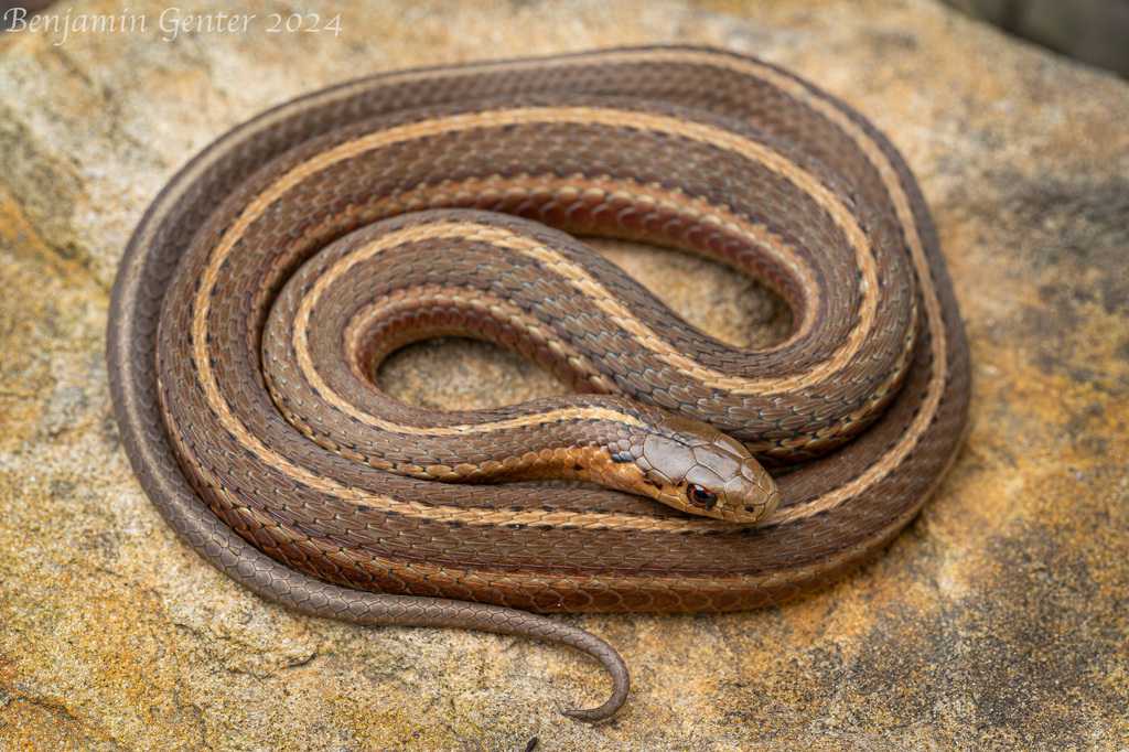 Short-headed Garter Snake in September 2024 by Benjamin Genter ...