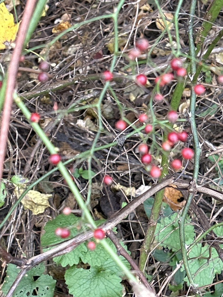 multiflora rose from Henryton Rd, Marriottsville, MD, US on November 1 ...