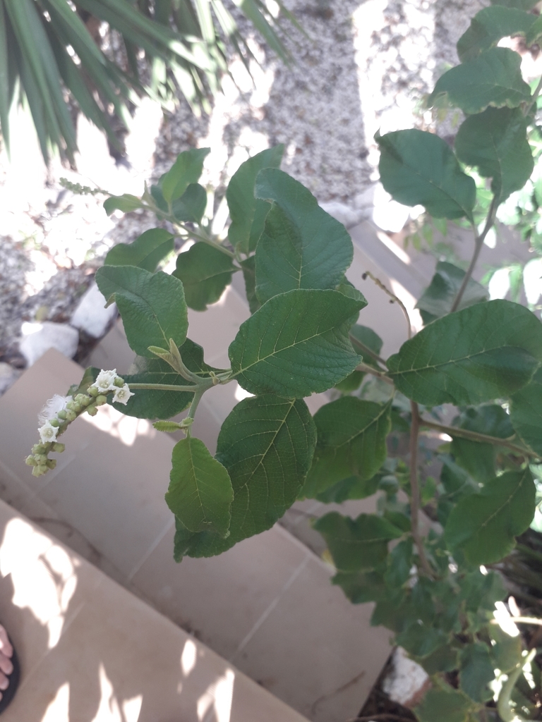Tropical Black Sage from Grote Berg, Curaçao on July 12, 2019 at 08:28 ...