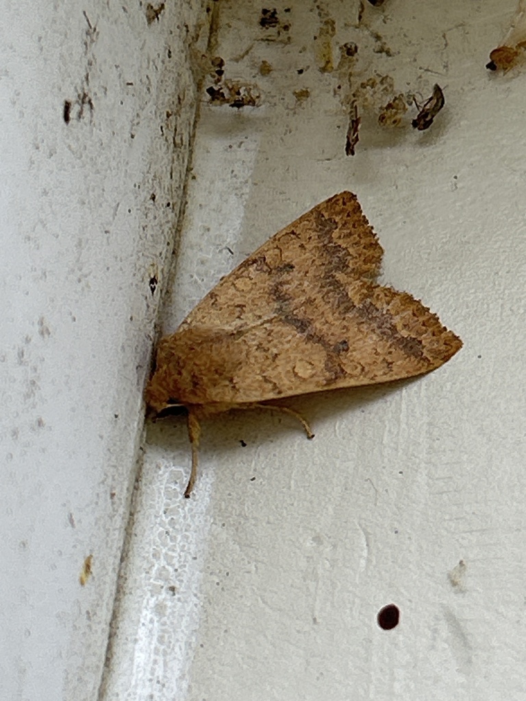 Bicolored Sallow from Alpha Ridge Park, Marriottsville, MD, US on ...