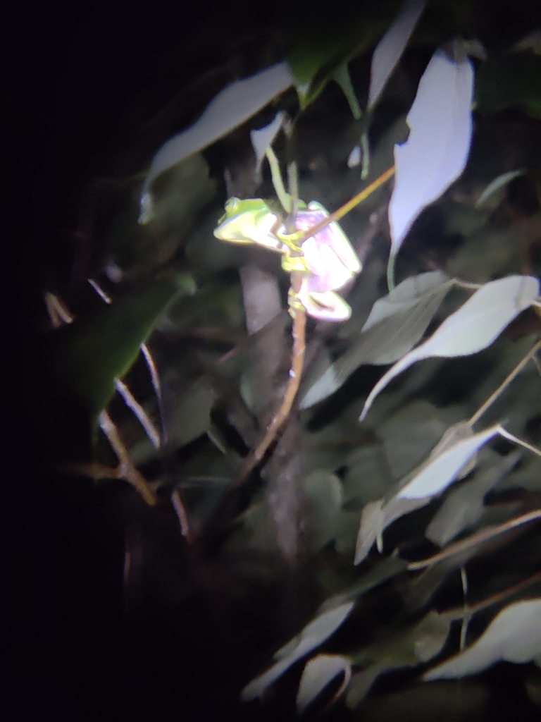 Fea's Flying Tree Frog from Mengsong Reservoir, Jinghong, Xishuangbanna, Yunnan on October 14 ...