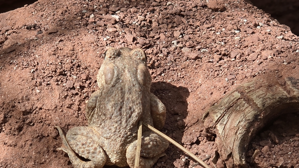 Arizona Toad in October 2024 by Ryan Whiteside · iNaturalist
