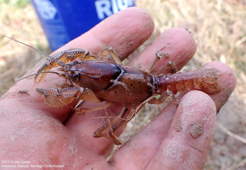 Daisy Burrowing Crayfish in December 2023 by Dustin Lynch. ANHC survey ...