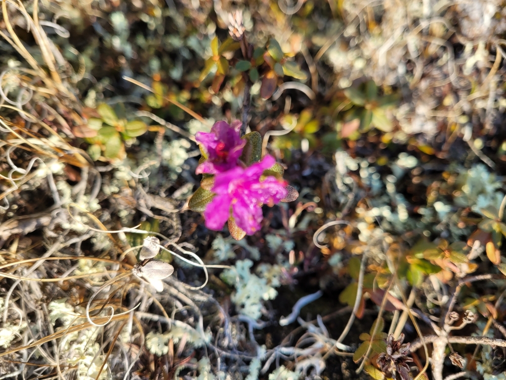 Lapland Azalea from Umingmaktok, NU X0B 2A0, Canada on September 13 ...