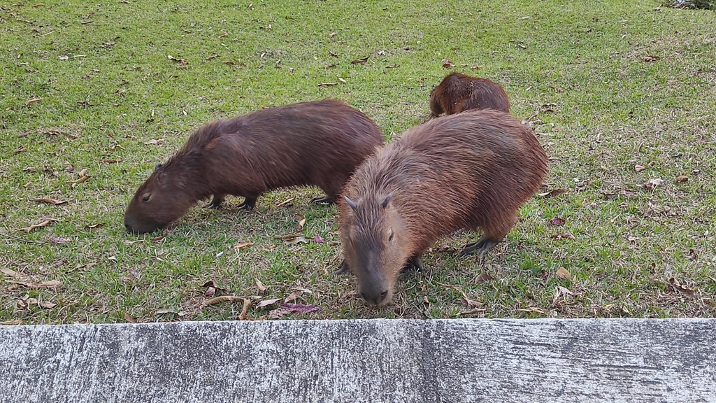 Capybara from Ouro Preto on October 16, 2024 by Nur Kayalı · iNaturalist