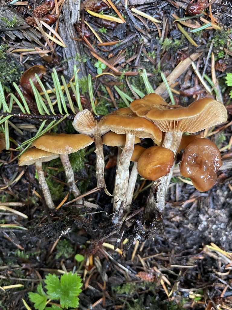 Funeral Bell in November 2024 by Ellie In · iNaturalist