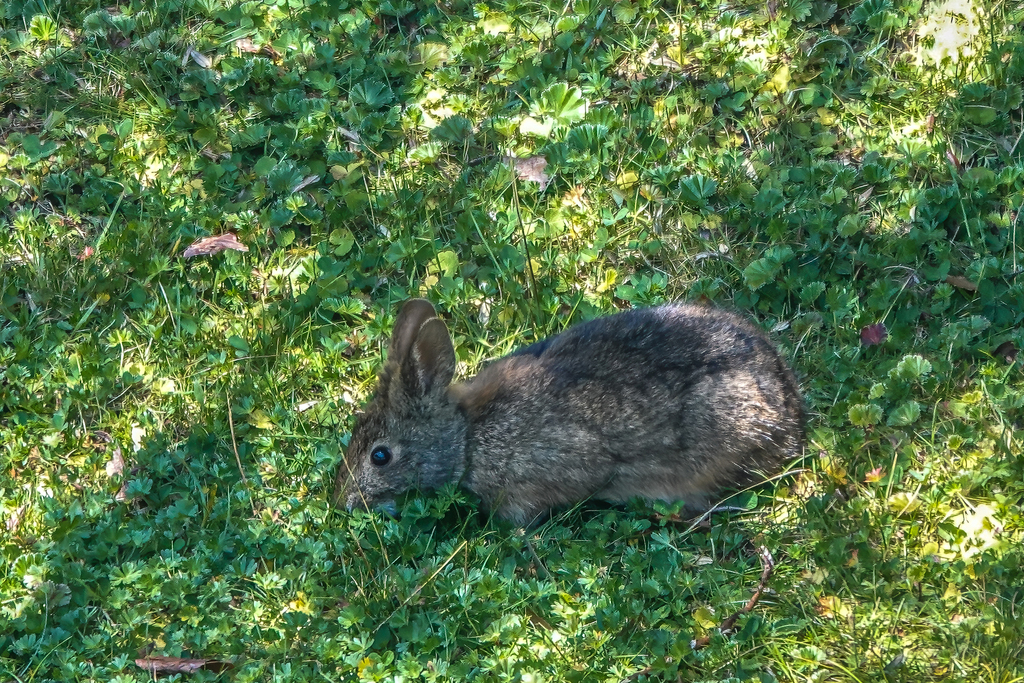 Hares and Rabbits in September 2024 by tea-rose · iNaturalist