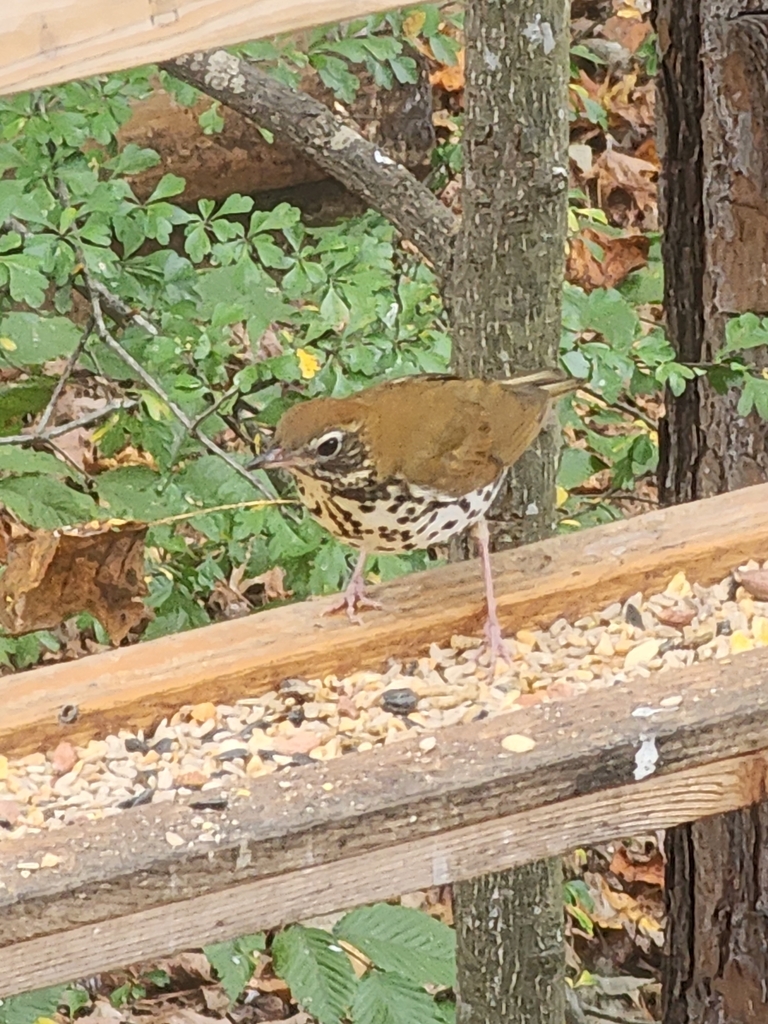 Wood Thrush from Johns Creek, GA 30024, USA on November 1, 2024 at 02: ...