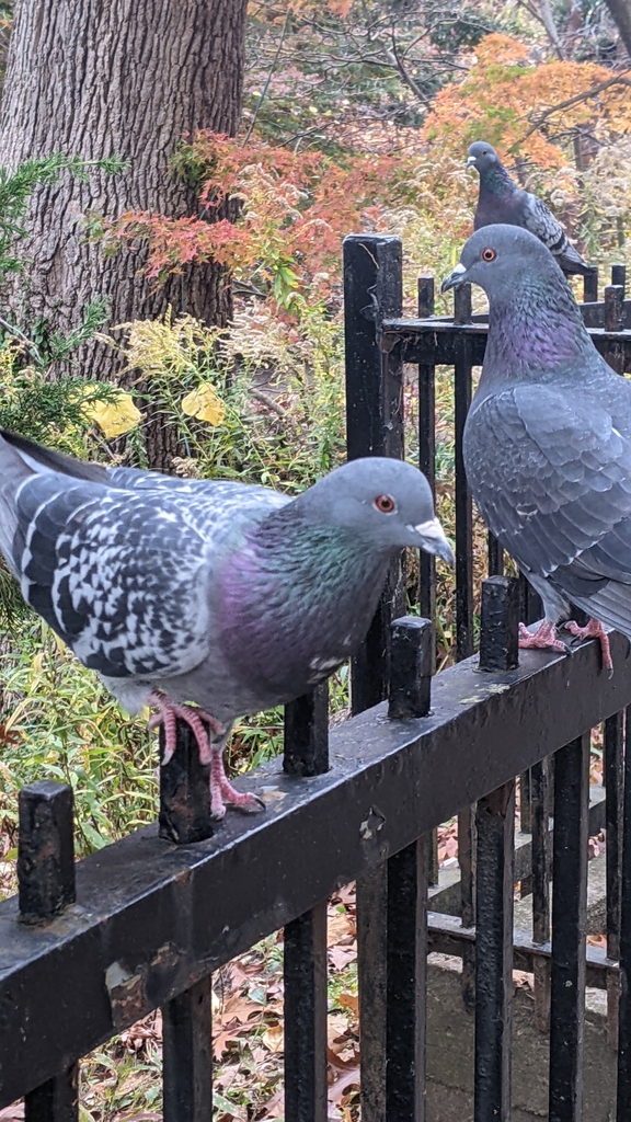 Feral Pigeon from Toronto, ON M6R, Canada on November 1, 2024 at 12:19 ...
