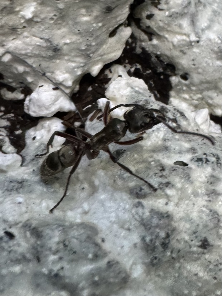 Foetida-group Panther Ants from Zona Arqueológica de Chichén Itzá ...